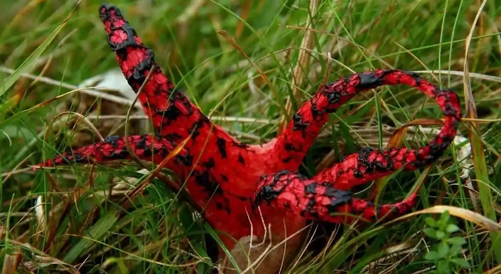 The world's most frightening plants! Frightening to those who see them ...